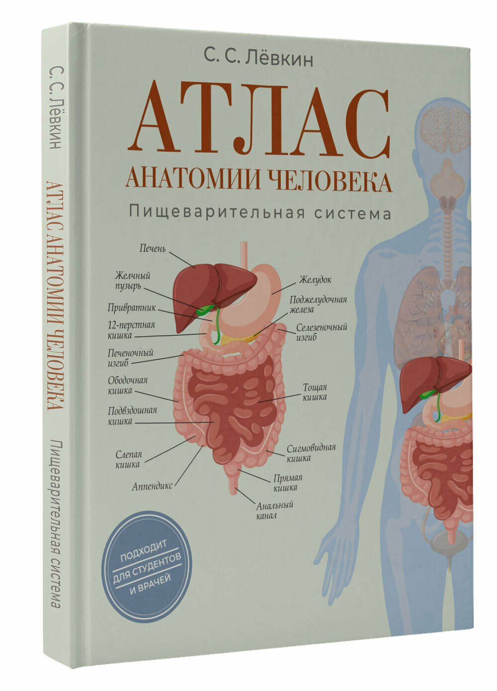 Атлас анатомии человека. Пищеварительная система Лёвкин С. С.
