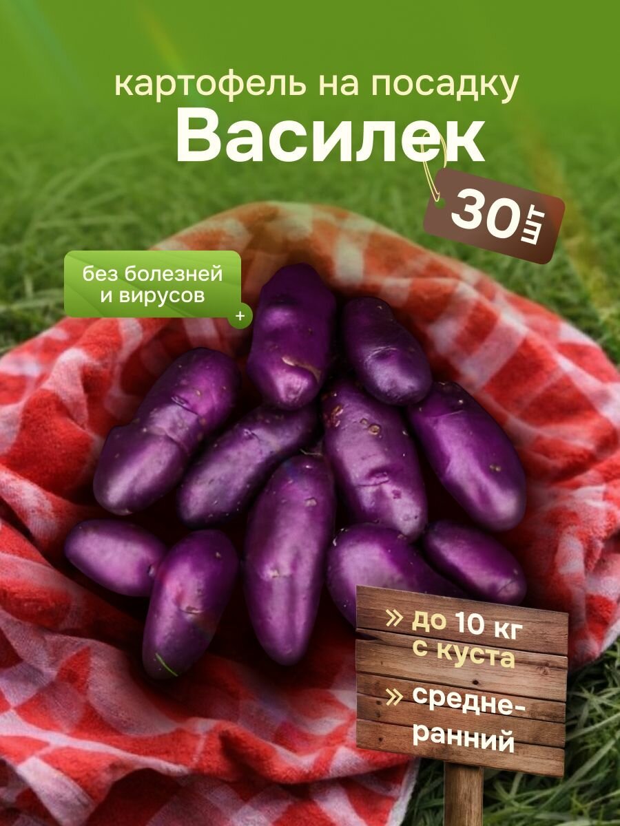 Семенной картофель на посадку Василёк 30 шт (среднеранний)