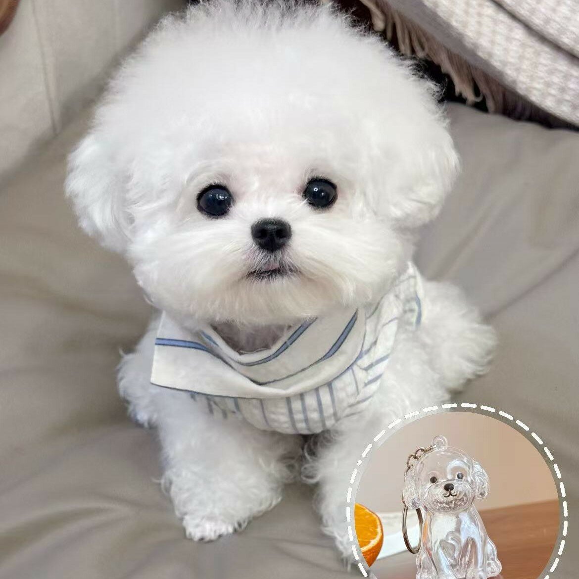 Производитель источника, многофункциональная коробка для хранения тестовых бумаг, прозрачная коробка для игрушек для кошек и собак, пылезащитная подвесная декоративная коробка