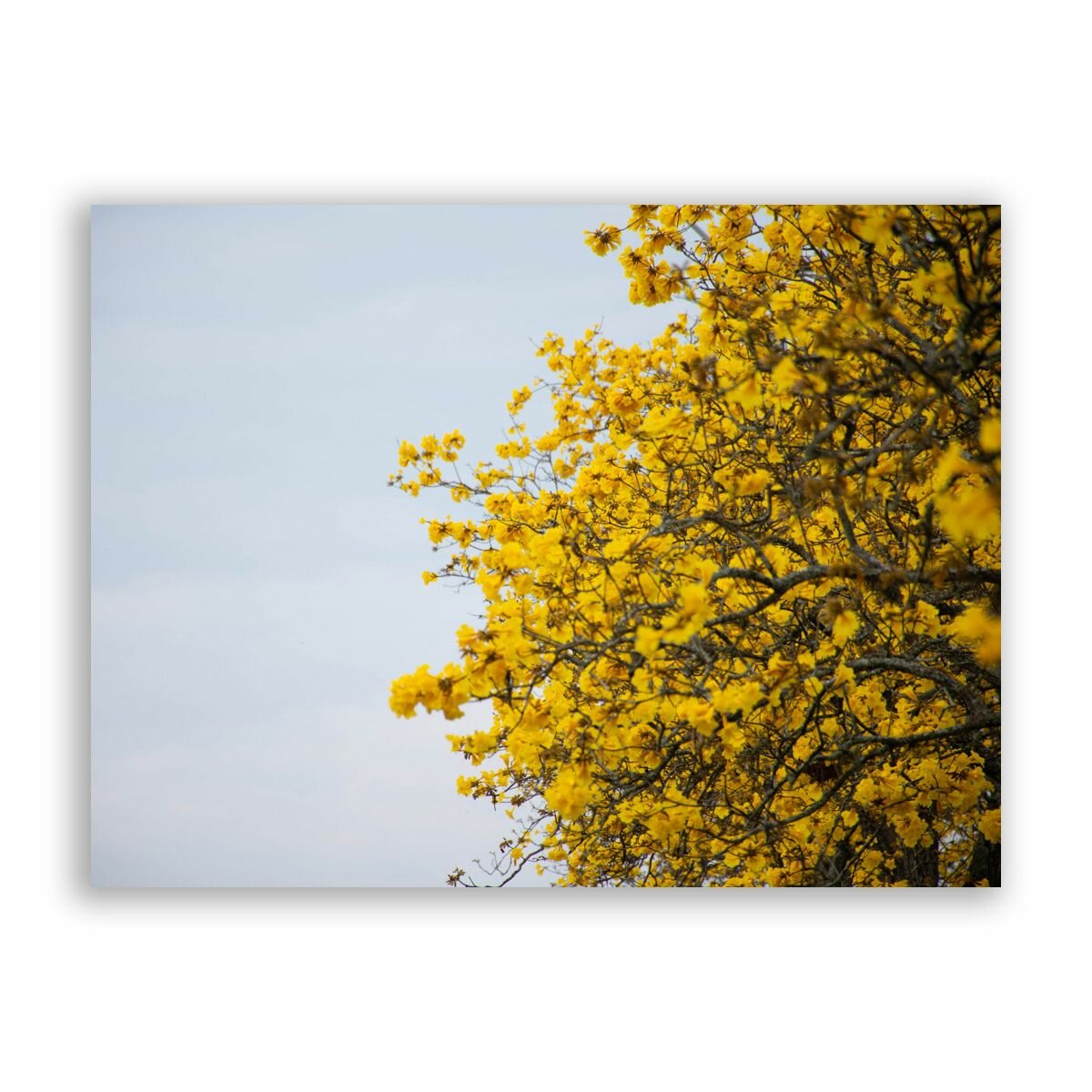 Постер цветы на бумаге / Мимоза / Размер 30 x 40 см