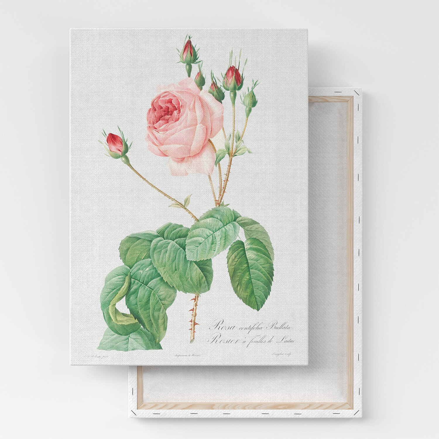 Картина на холсте, репродукция / Пьер-Жозеф Редуте - Cabbage Rose / Размер 40 x 53 см