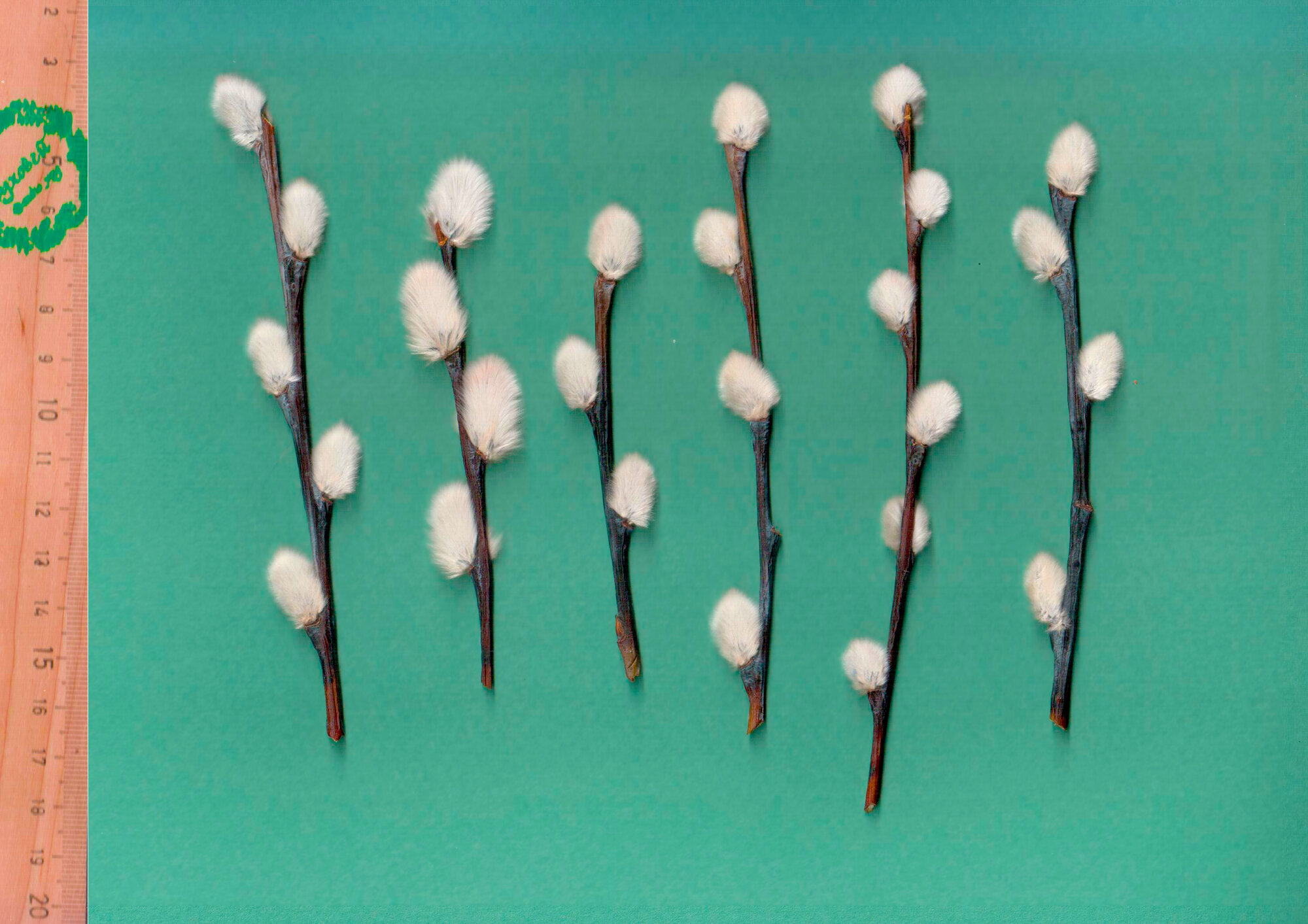 Плоские сухоцветы - Верба для заливки смолой и рукоделия, 6 шт