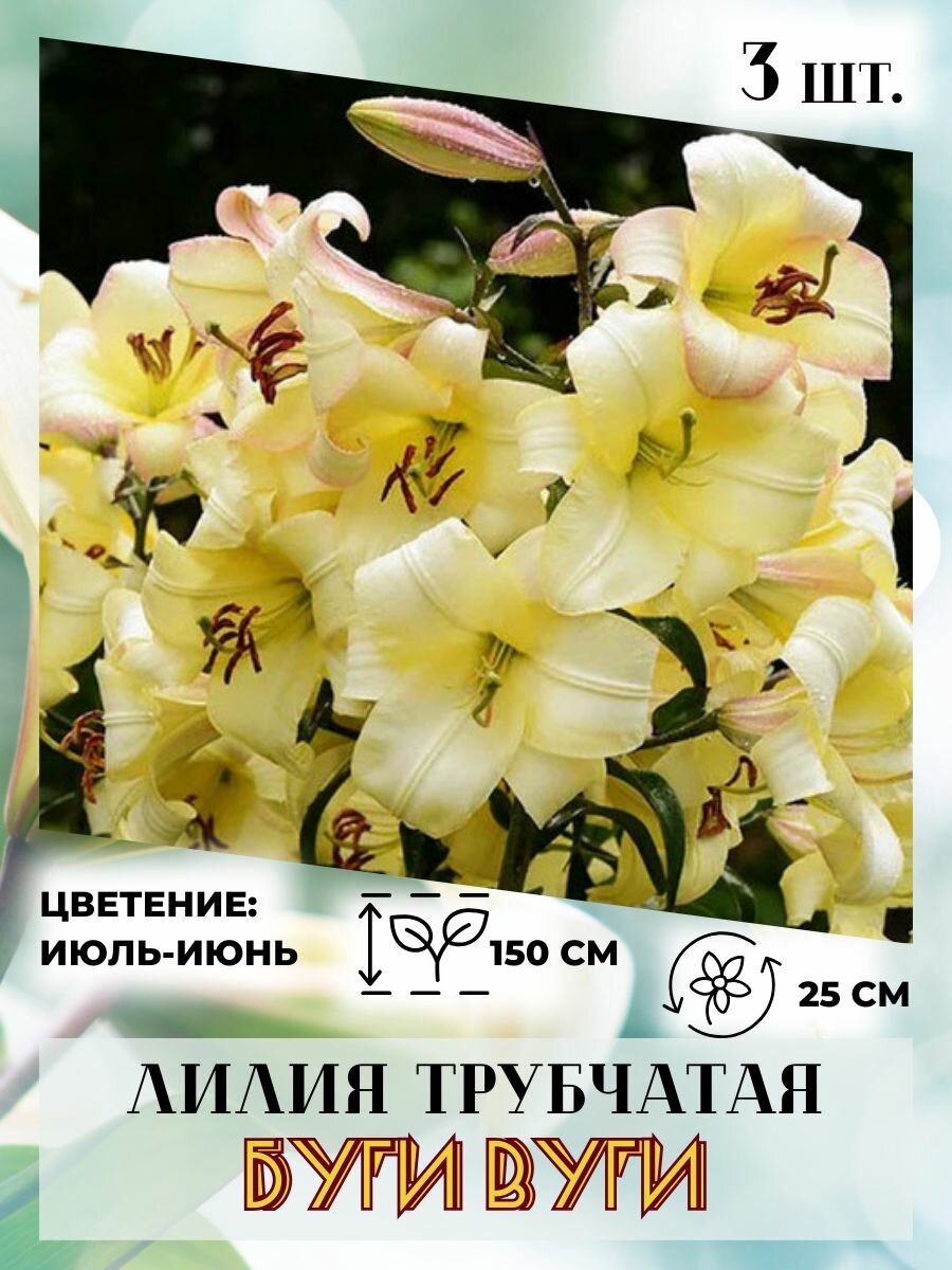 Лилия трубчатая, луковицы 3 шт.