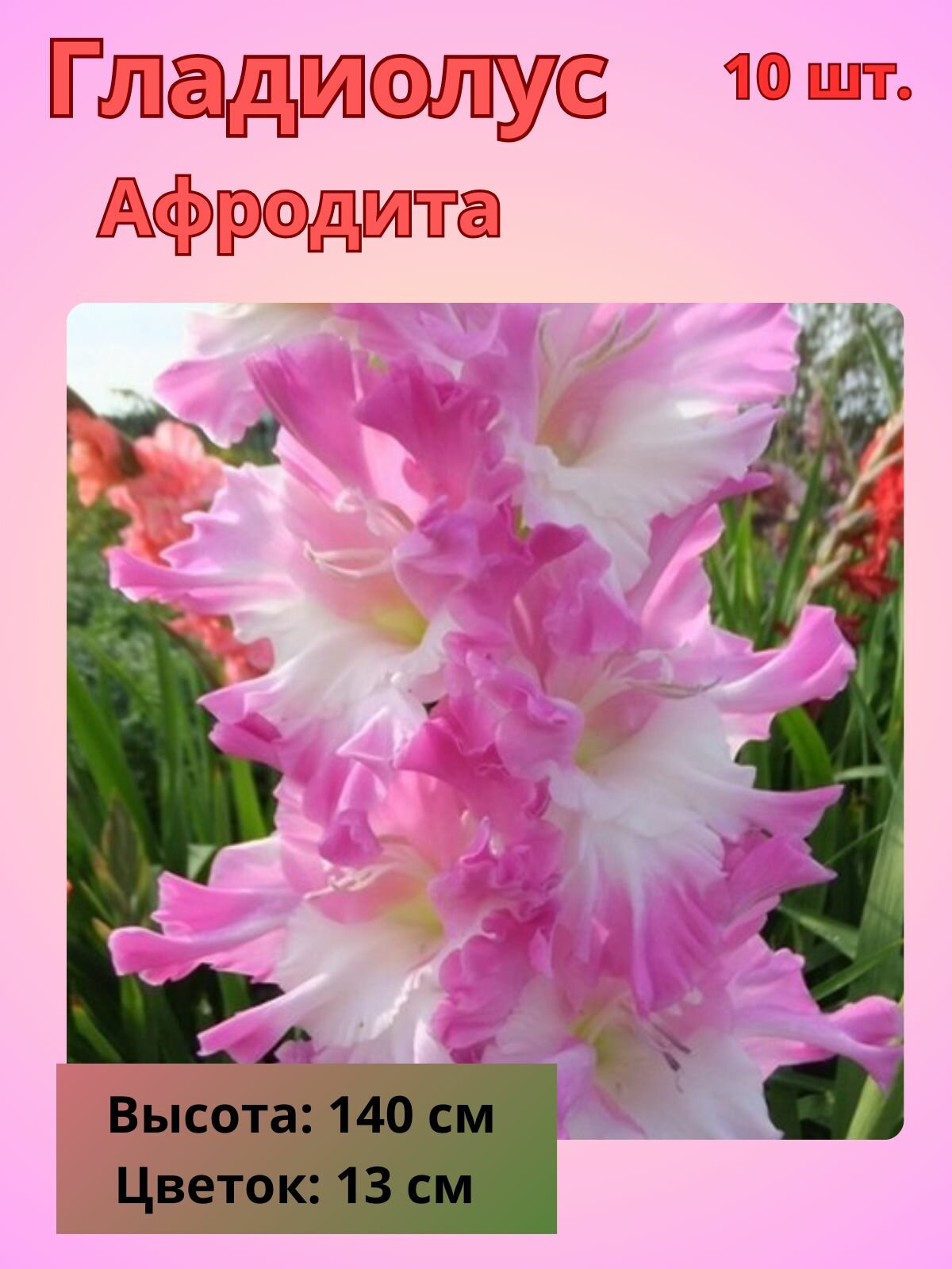 Гладиолус крупноцветковый, луковицы Гладиолуса 10 шт