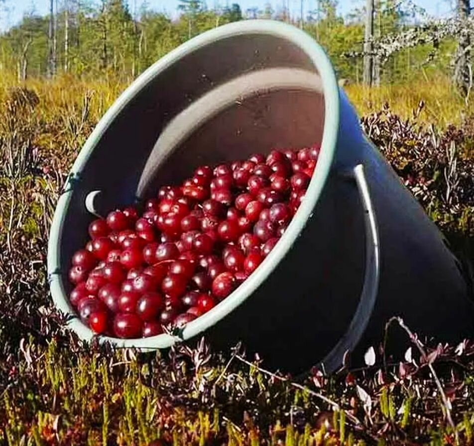 Клюква в собственном соку 3л.