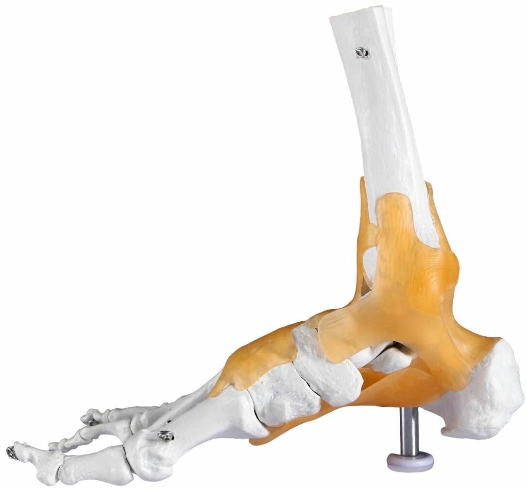 Макет "Голенностопный сустав человека", анатомическая 3D модель, наглядный материал по анатомии для школьников и студентов, набор по биологии для исследований строения тела, 21 х 20 см