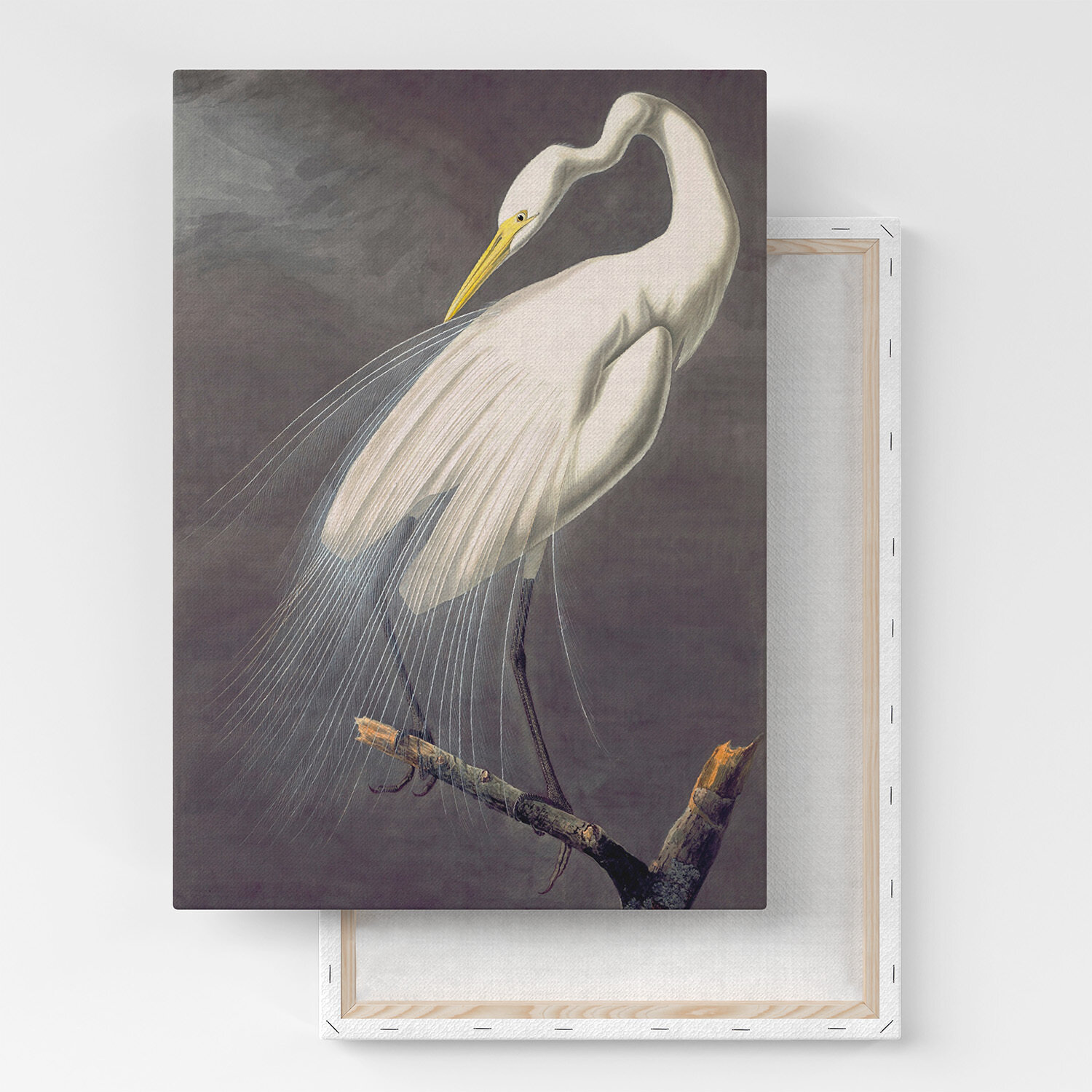 Картина на холсте, репродукция / Джон Джеймс Одюбон - Great Egret. Ardea alba / Размер 40 x 53 см