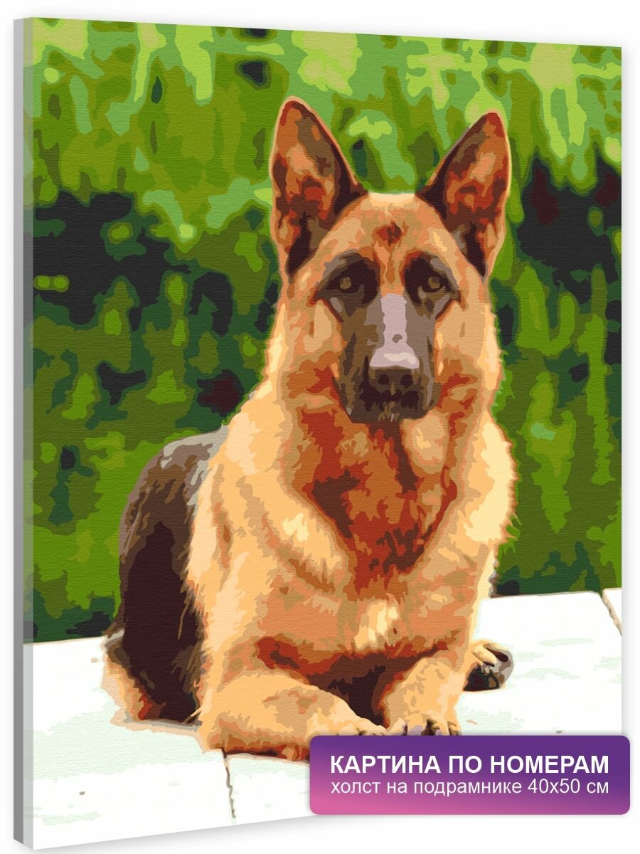Картина по номерам на холсте с подрамником 40х50 см. Природа, животные, рыбы, птицы. Собаки, щенки. "Немецкая овчарка", арт. 4034/