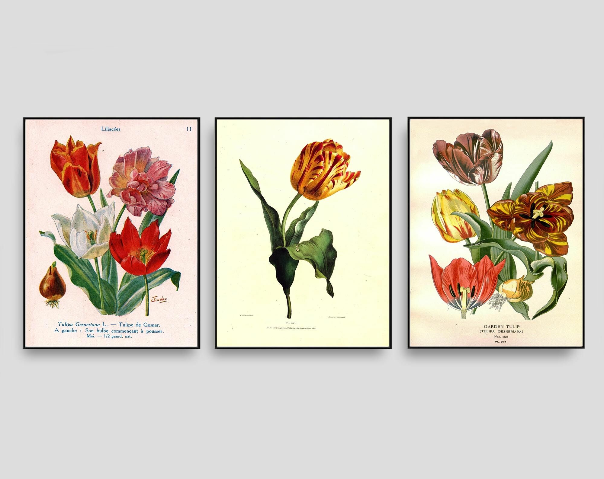 Набор интерьерных постеров "Тюльпаны" размер А4, без рамки / Винтажная Ботаника "Царство растений" - ретро иллюстрации, старый учебный плакат для интерьера и в подарок