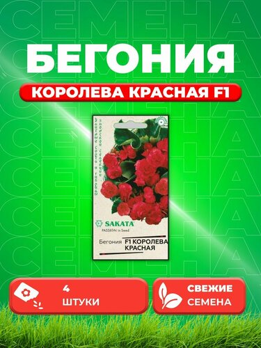 Бегония Королева красная F1 вечноцв. 4 шт. Саката — купить в интернет ...
