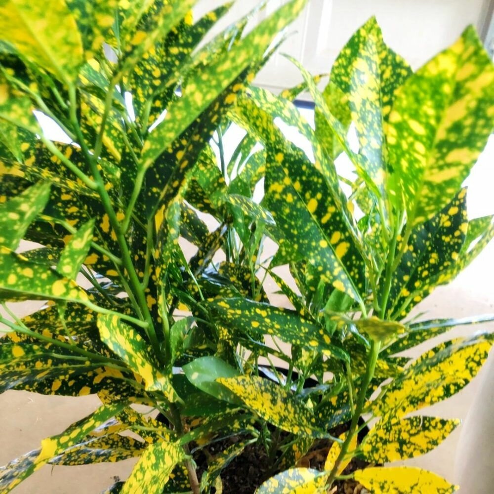 Кротон на штамбе Gold dust 25*9