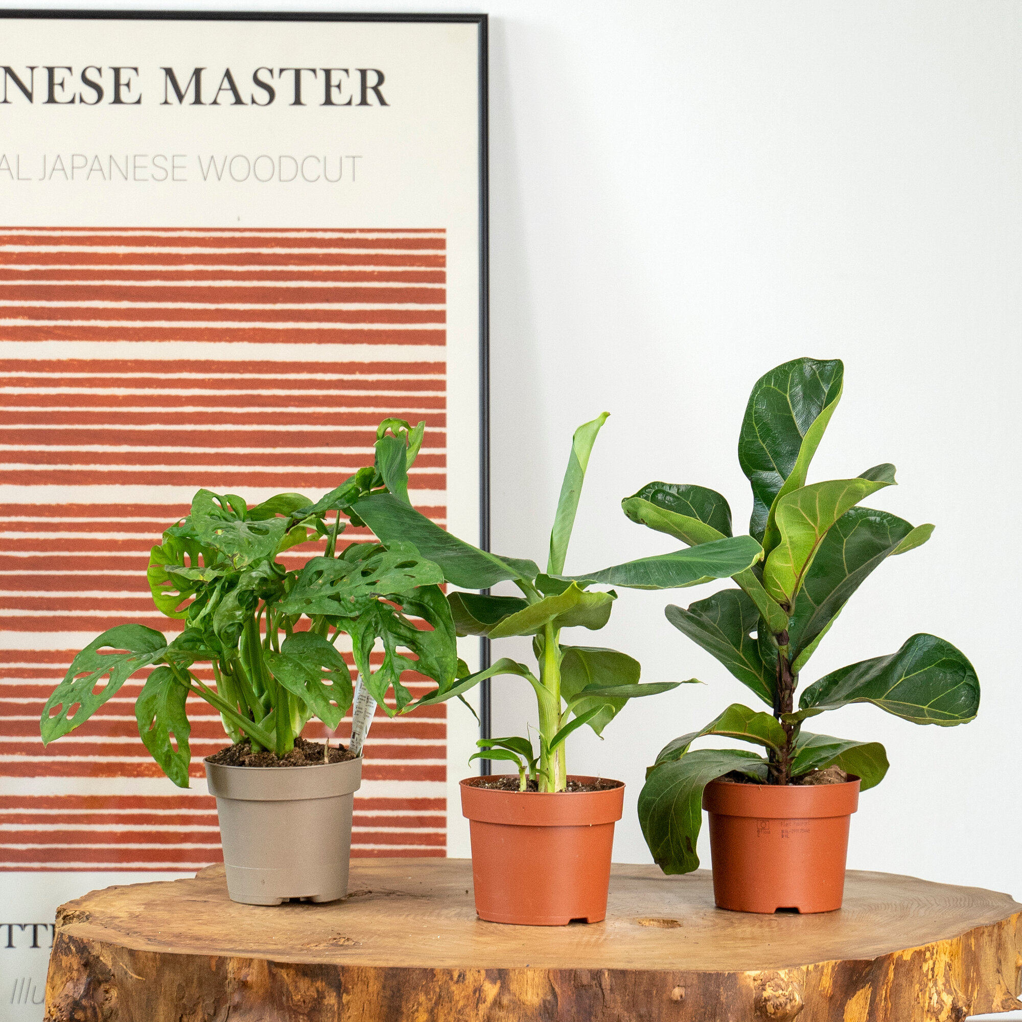 Комплект растений: фикус Лирата , банановая пальма , монстера Манки 12/30 см