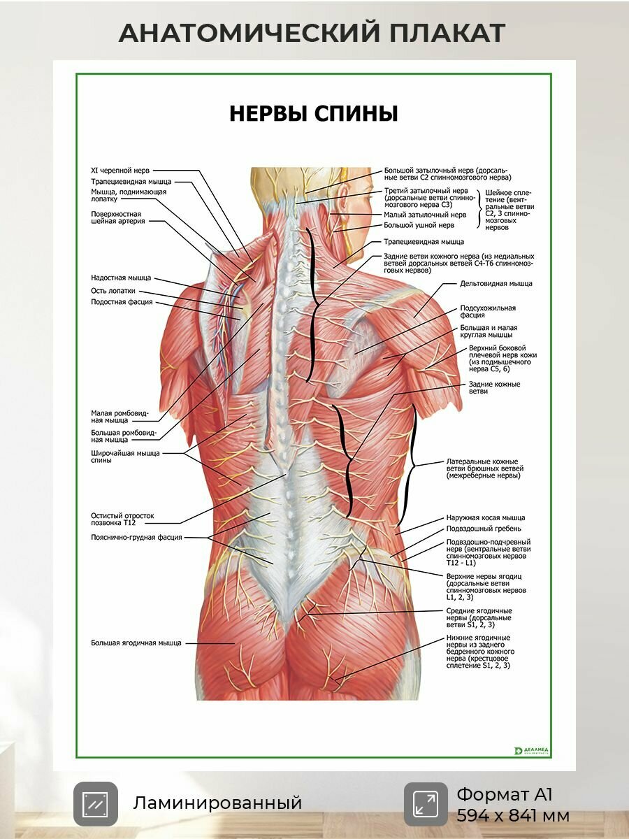 Обучающий медицинский плакат ламинированный формат А1 Нервы спины