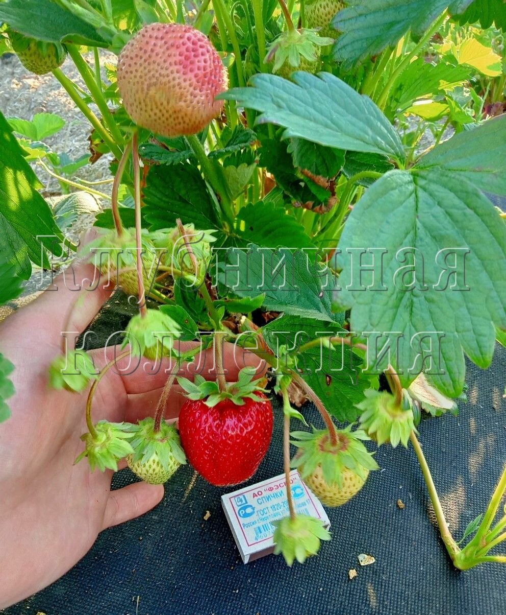 Рассада. Клубника Вима Рина