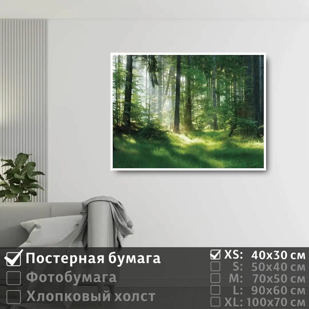 Постер на стену Солнечные Лучи На Рассвете В Лесу 40х30 см ПолиЦентр