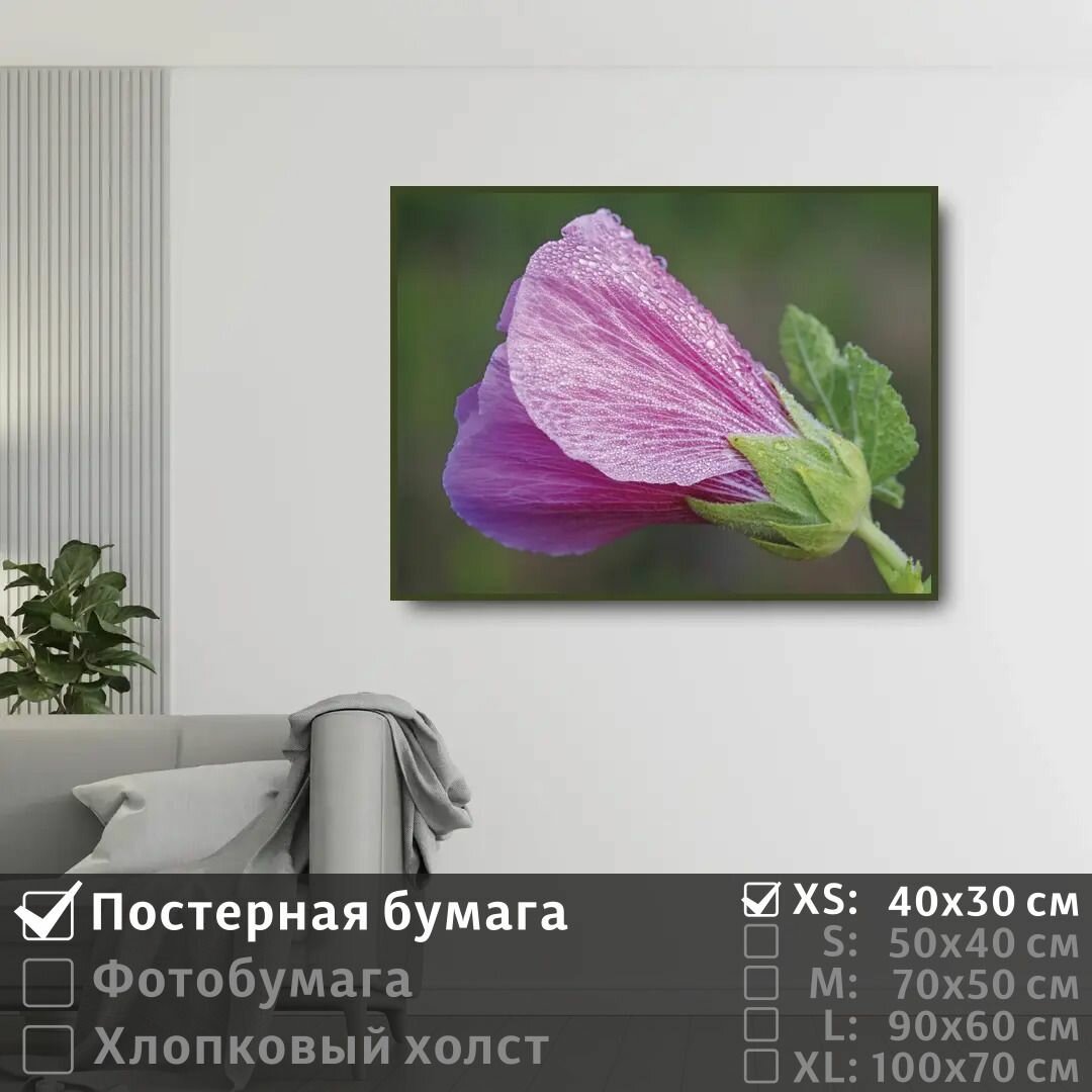 Постер на стену Розовый Цветок Мальвы С Каплями 40х30 см ПолиЦентр