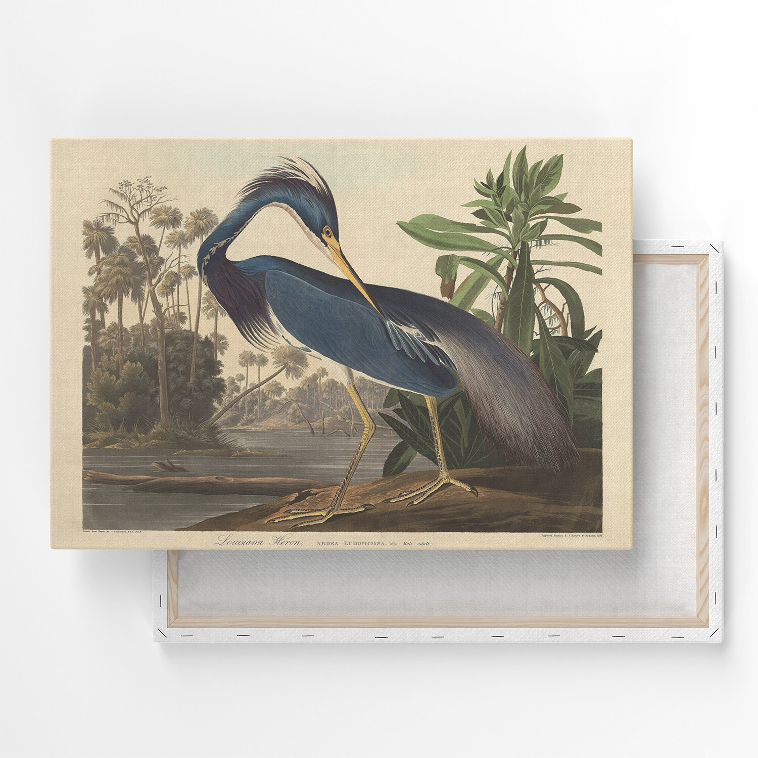 Картина на холсте, репродукция / Джон Джеймс Одюбон - Louisiana Heron / Размер 30 x 40 см
