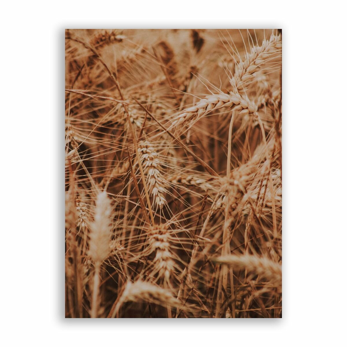 Постер, плакат на бумаге / Пшеница / Размер 30 x 40 см