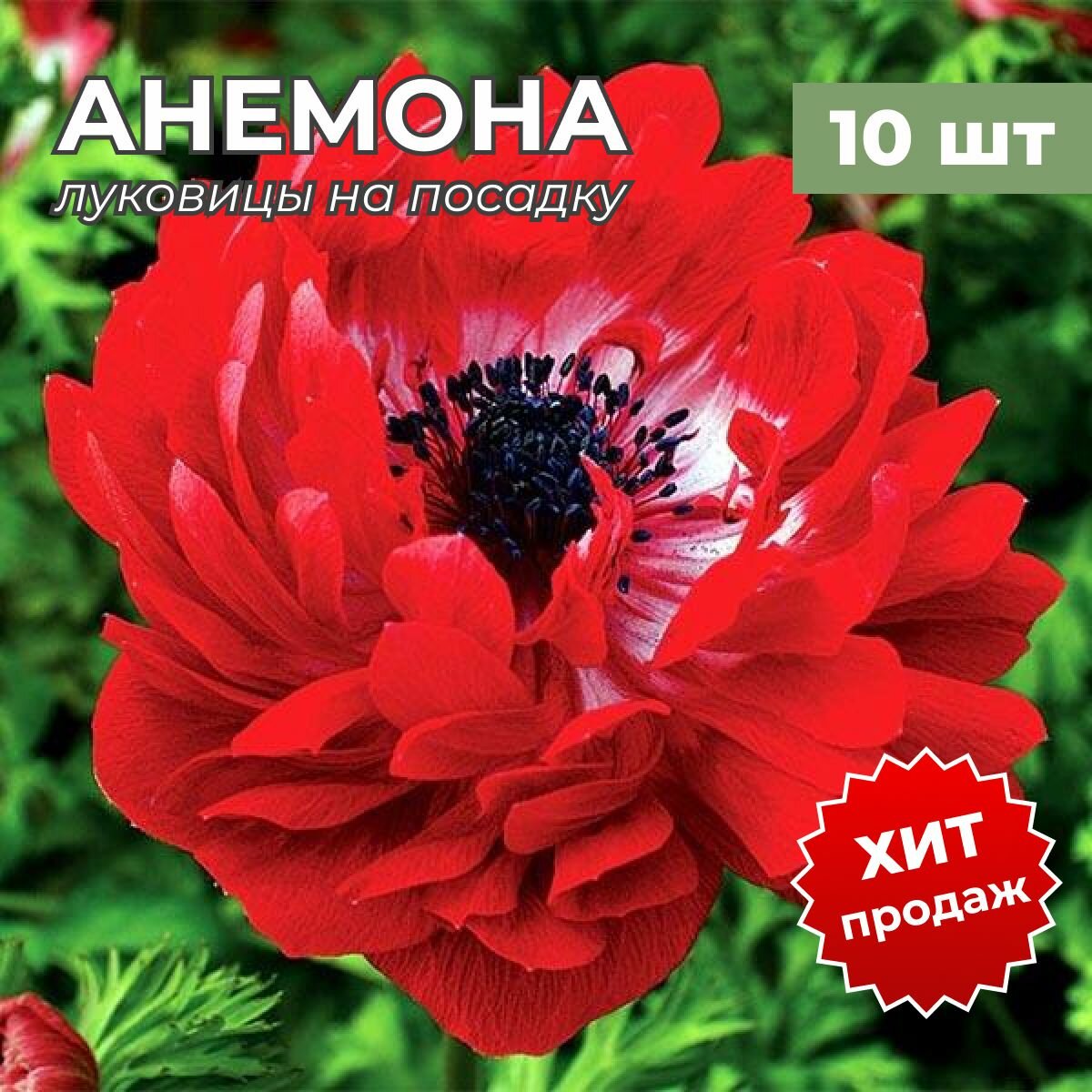 Луковицы анемоны на посадку Говернор 10 шт