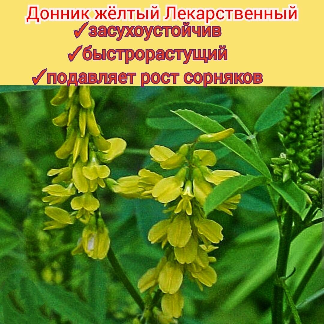 Донник желтый семена 500гр, медонос, сидират для сада/ пасеки