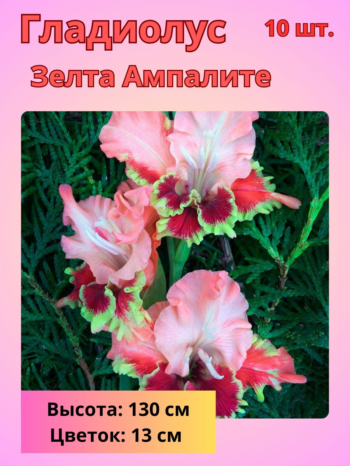 Гладиолус крупноцветковый, луковицы Гладиолуса 10 шт