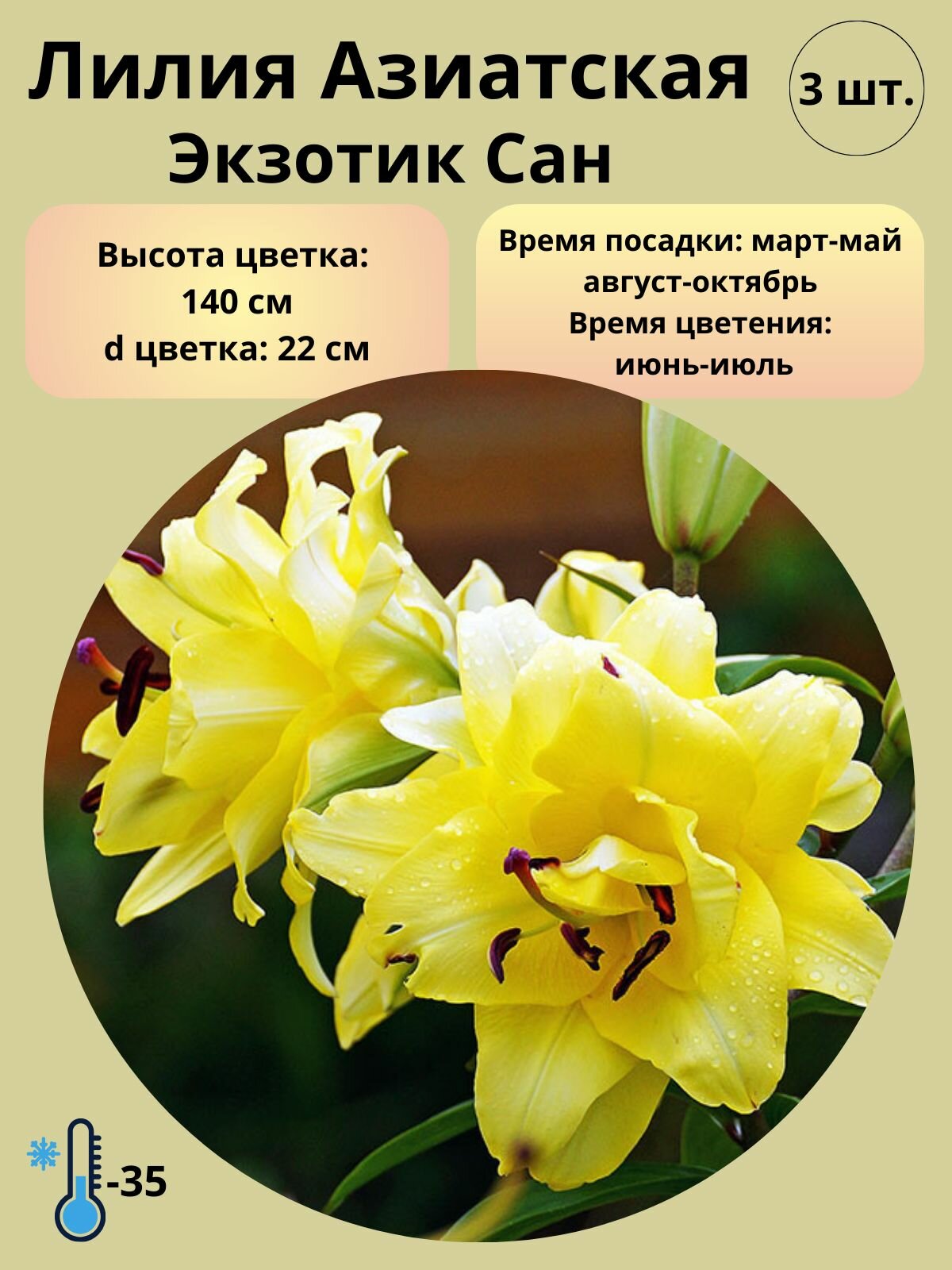 Лилия Азиатская, луковицы 3 шт