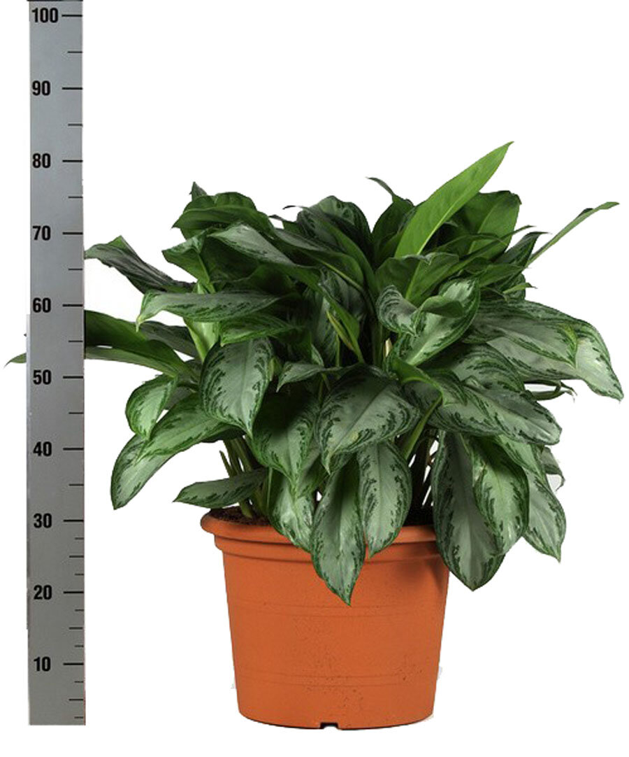 Аглаонема Блэк Лэнс D17 H90