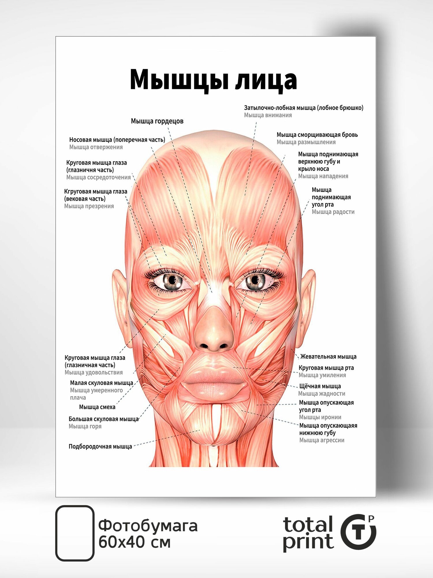 Постер на медицинскую тематику, 60х40см, Мышцы лица, TotalPrint