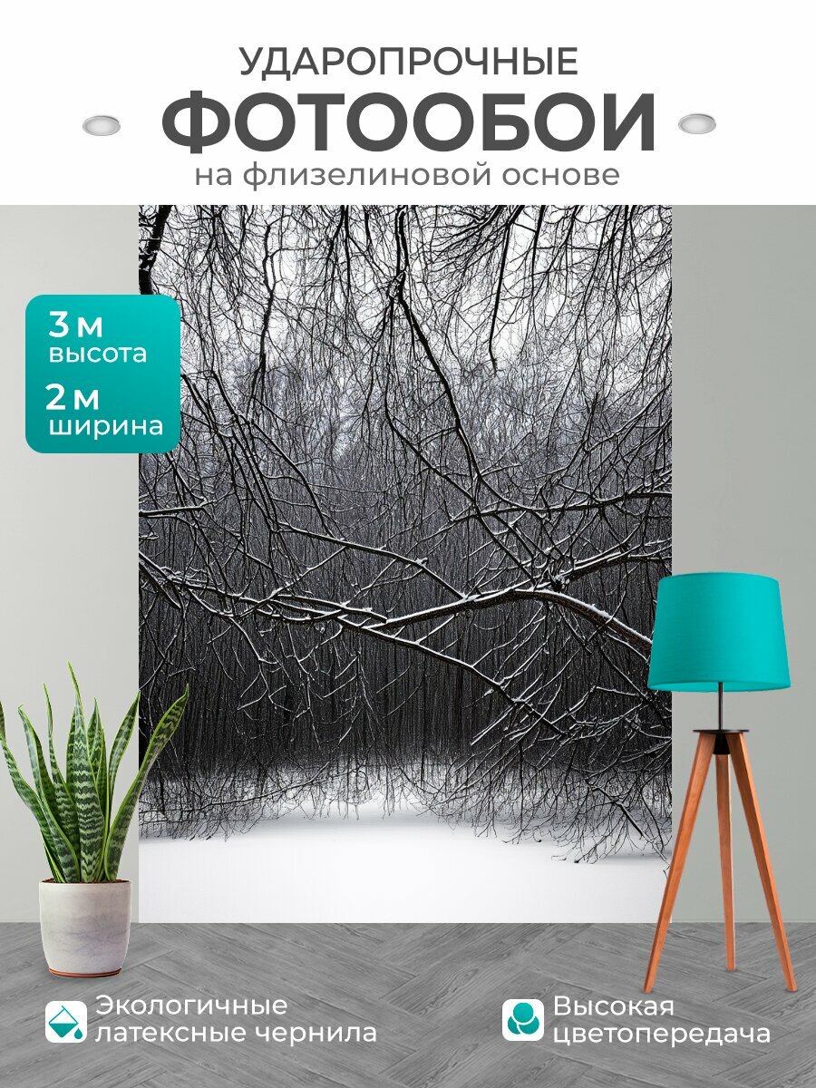 Фотообои моющиеся ударопрочные "Черно-белый, изображающие безмолвный зимний лес, где голые ветви деревьев переплетаются, создавая запутанную сетку," 200x300 см. флизелиновые на стену