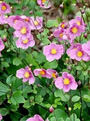 Анемона войлочная Robustissima 1шт