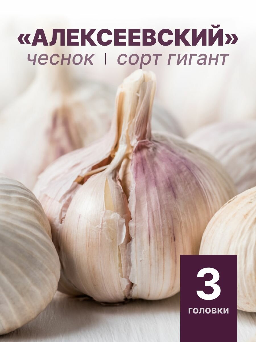 Гигантский чеснок на посадку Алексеевский гигант 3 головки