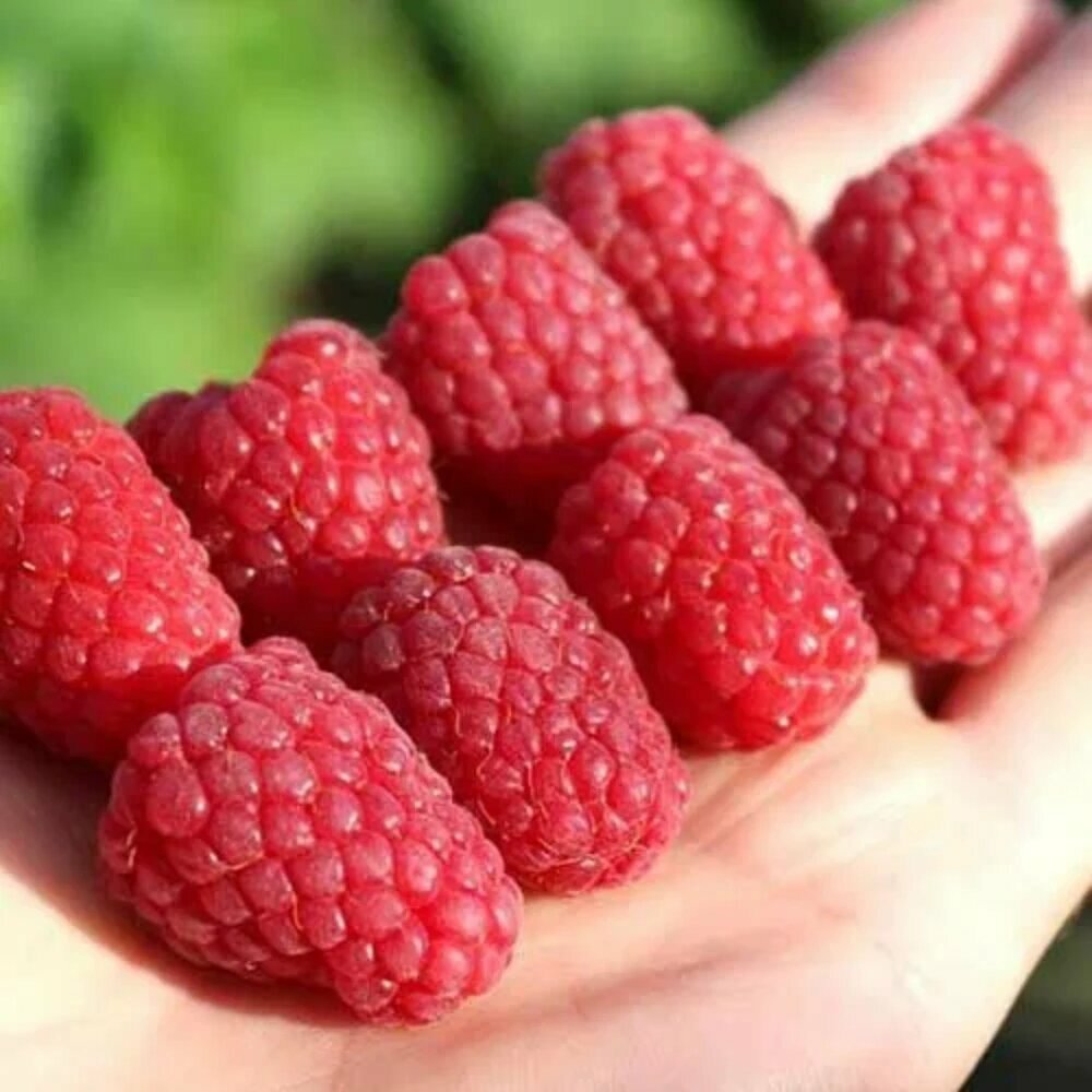 Малина крупноплодная Феномен / 3 шт, морозостойкий, раннеспелый сорт