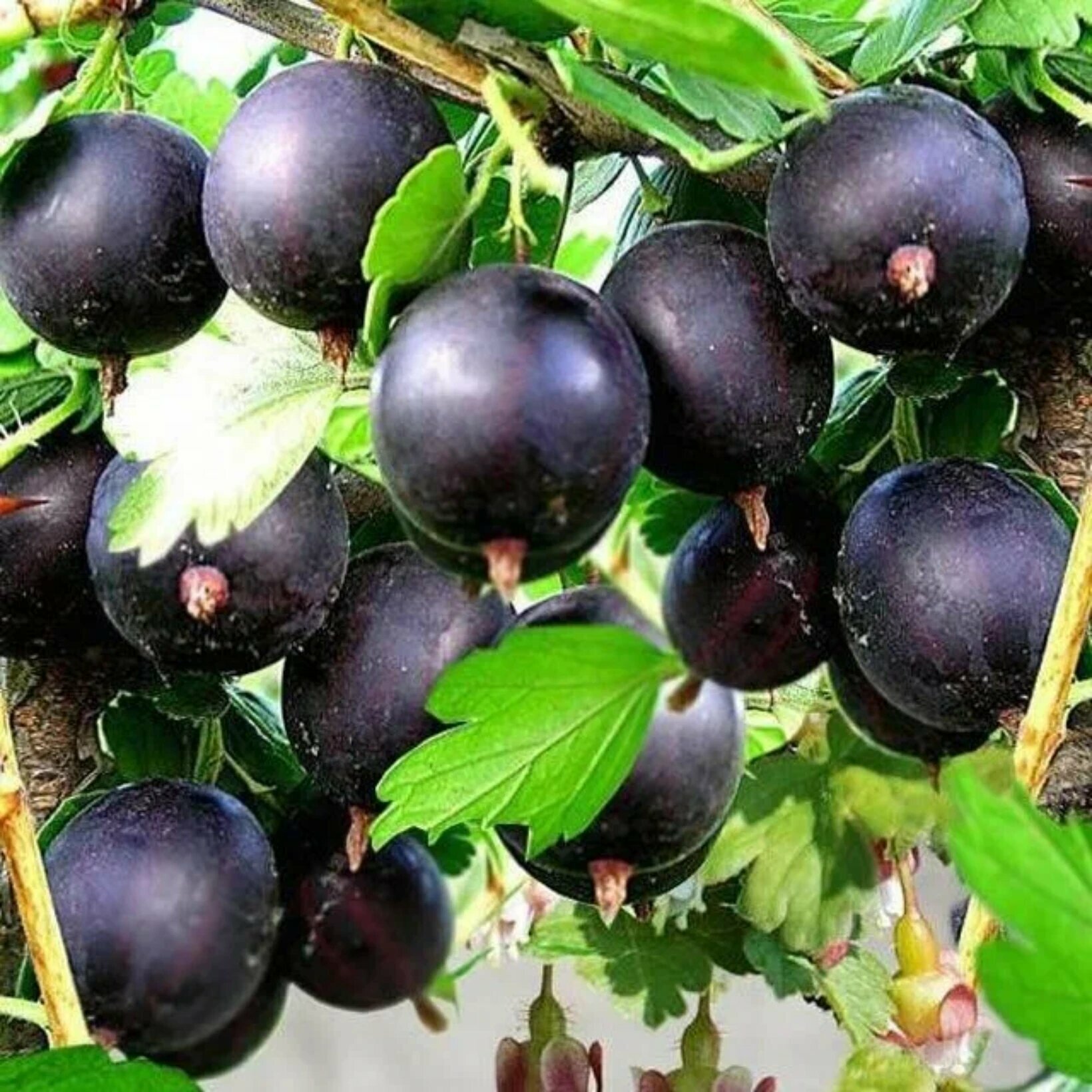 Крыжовник слабошиповатый Африканец / 2 шт, морозостойкий сорт