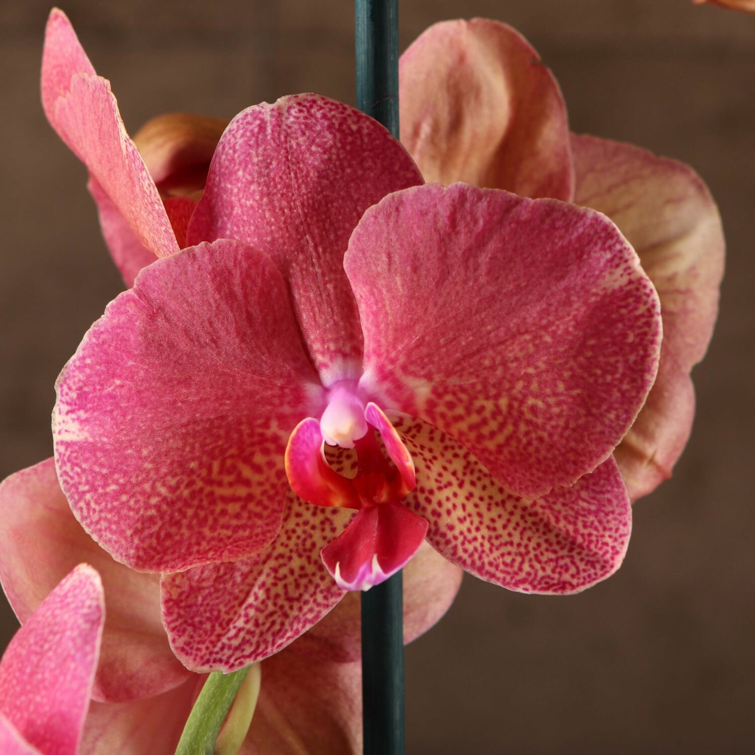 Орхидея Фаленопсис Рауль 2 ст