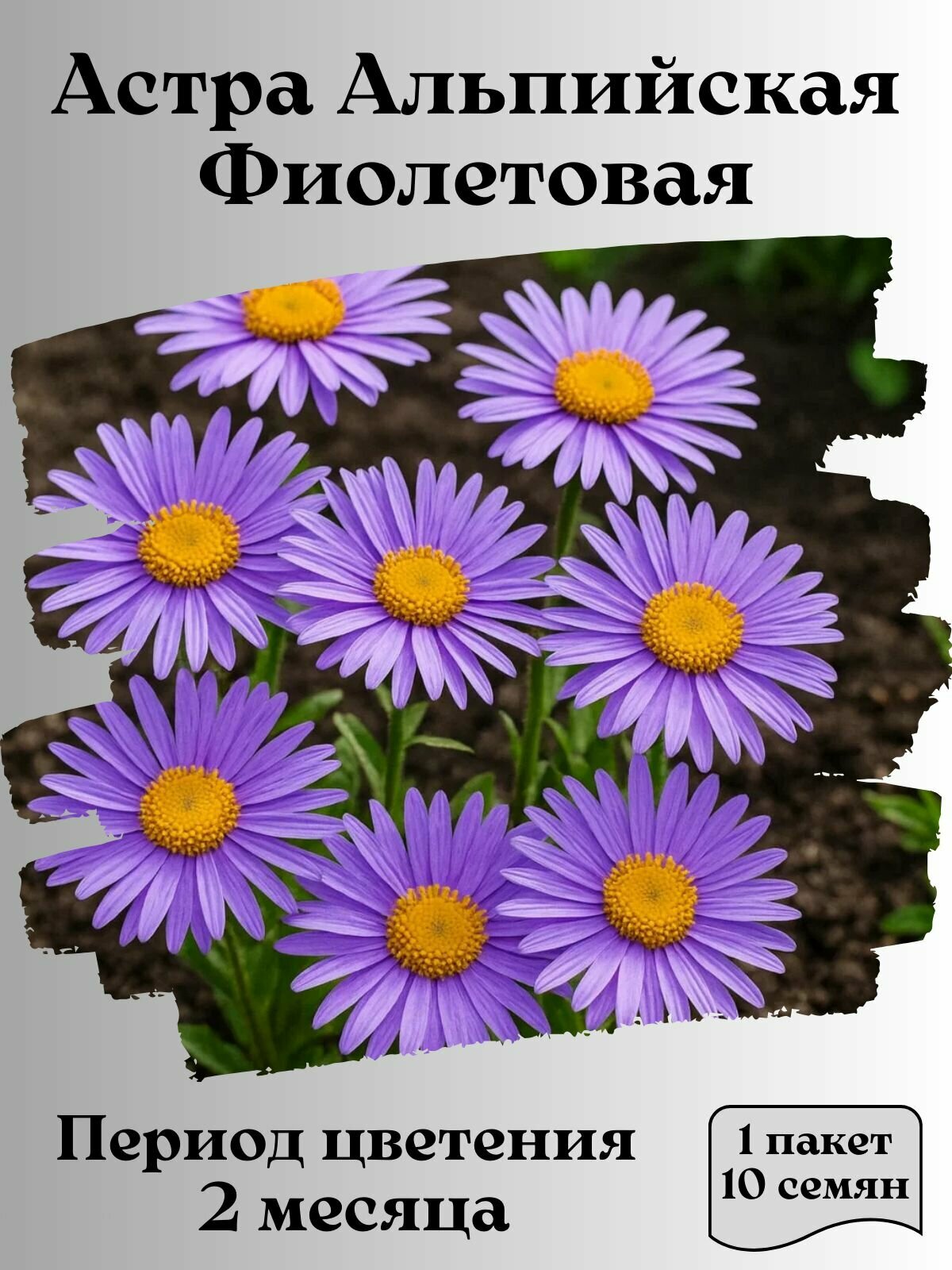 Астра Альпийская Фиолетовая, семена, 10 шт, 15 гр.