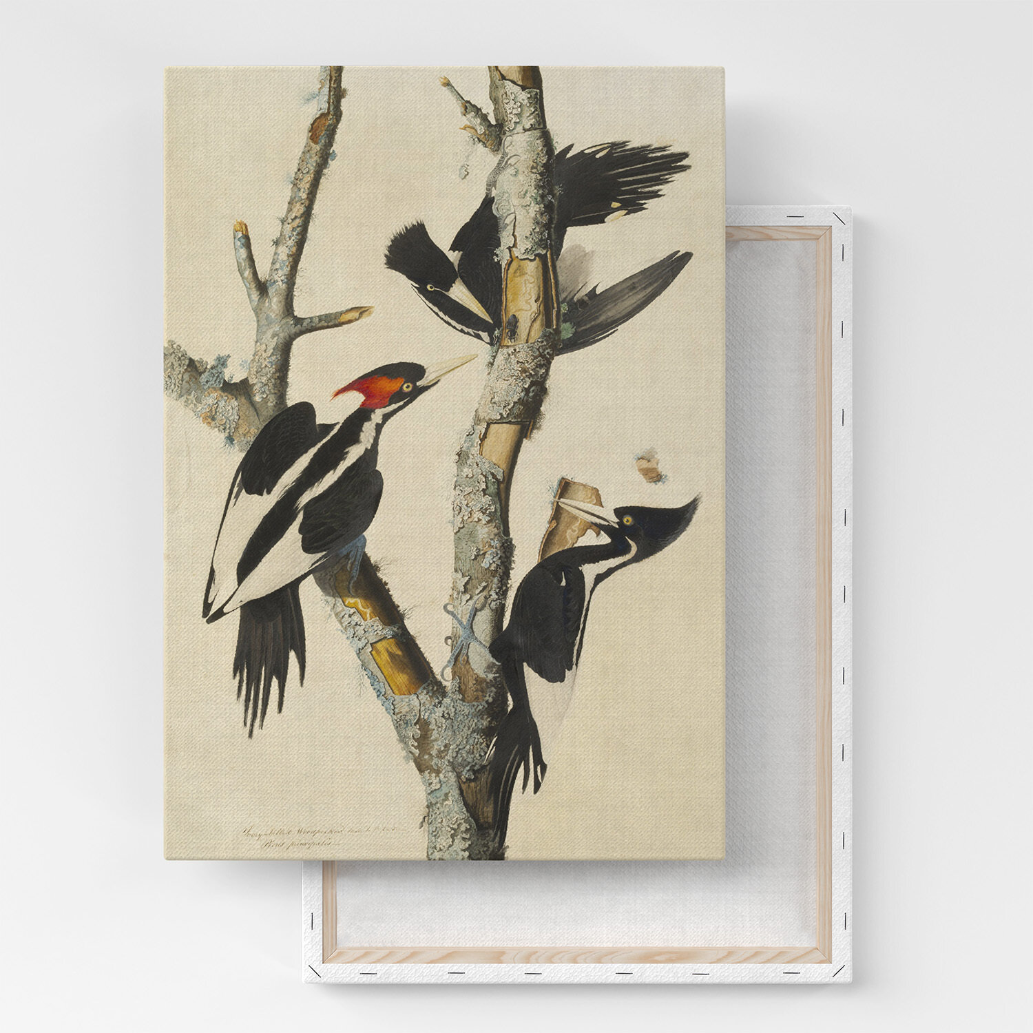 Картина на холсте, репродукция / Джон Джеймс Одюбон - Ivory-billed Woodpecker / Размер 60 x 80 см