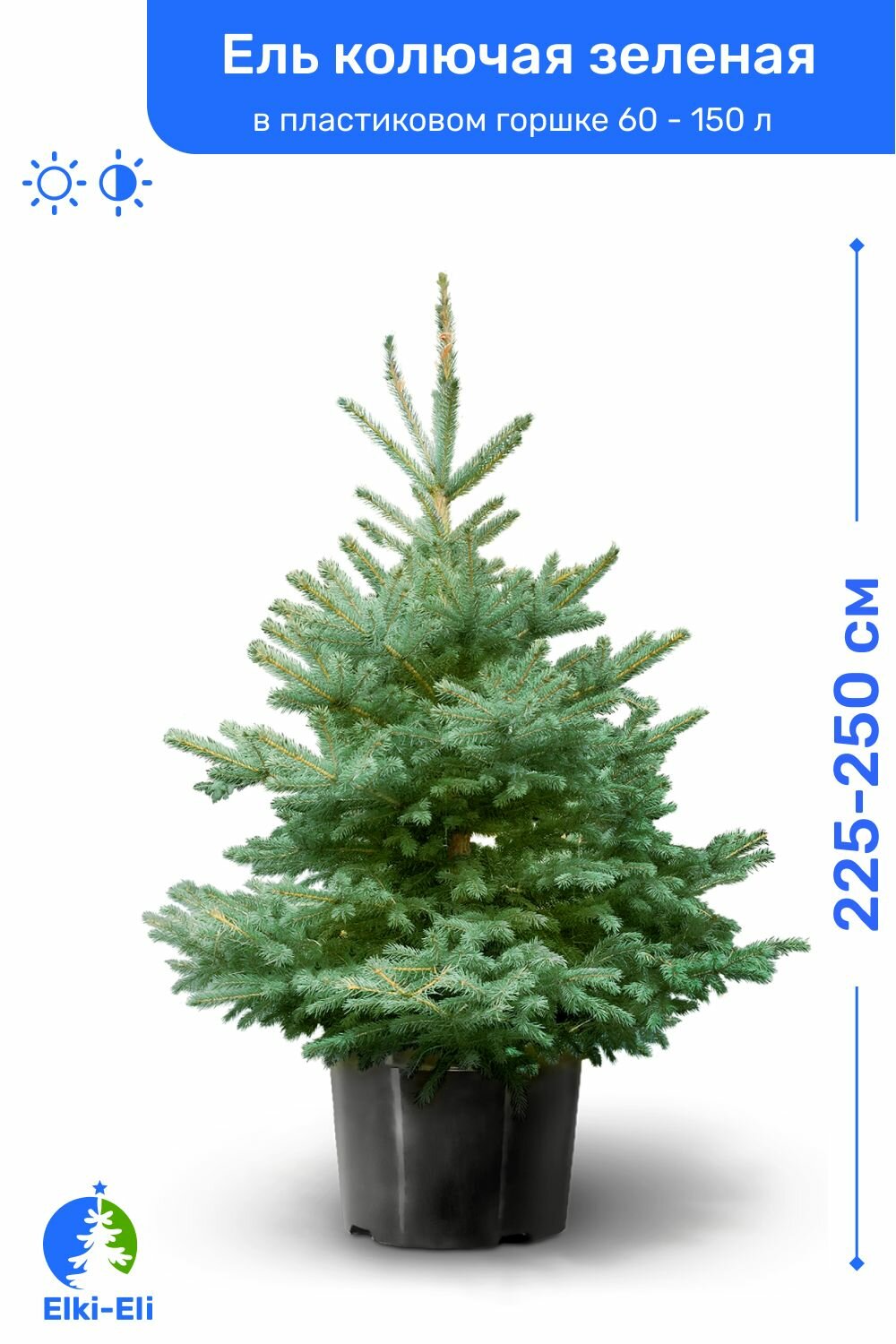 Ель колючая зелёная 225-250 см в пластиковом горшке 60-150 л, саженец, хвойное живое растение