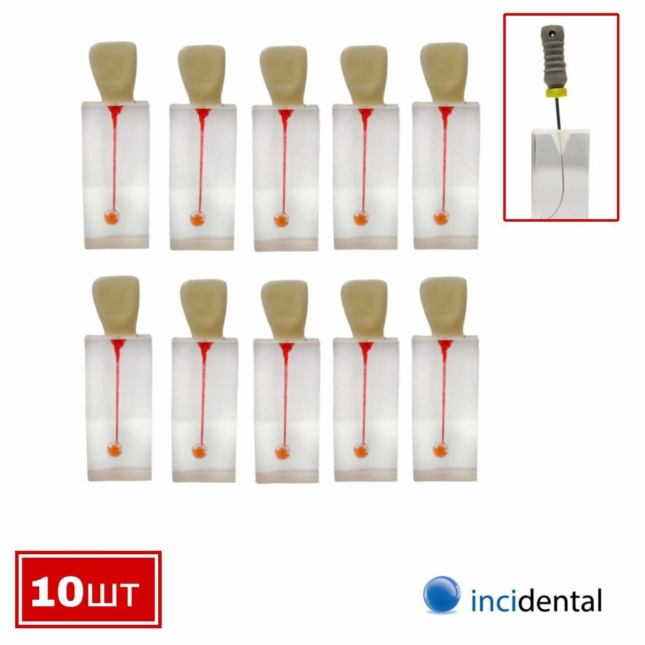 Эндоблок Incidental Дентальный канал с коронковой частью, ( 10 шт резец, один канал окрашен, в области апекса ) N5/11 Прозрачные блоки для обучения и закрепления эндодонтических навыков .