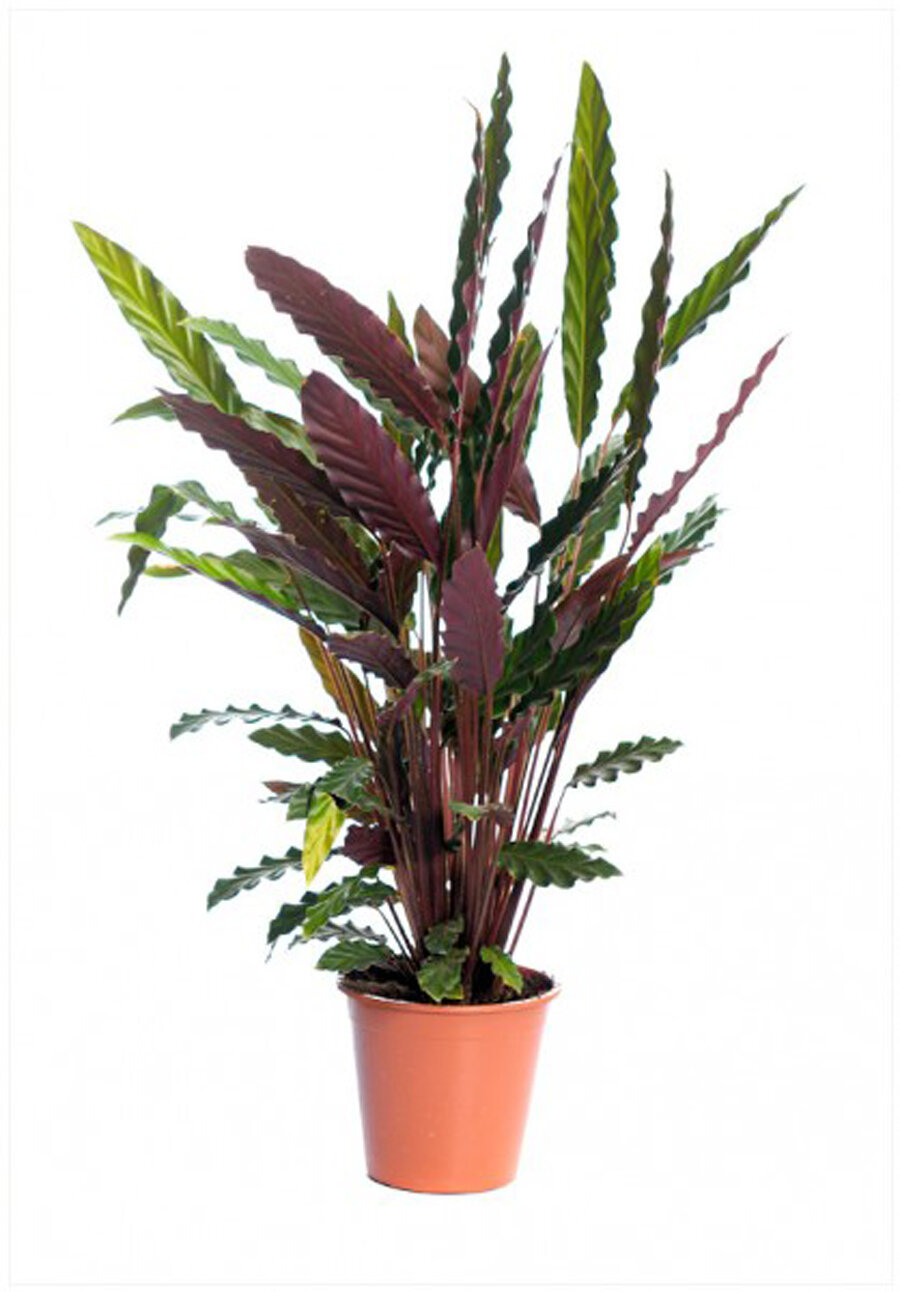 Калатея Руфибарба - Calathea rufibarba D24 H110