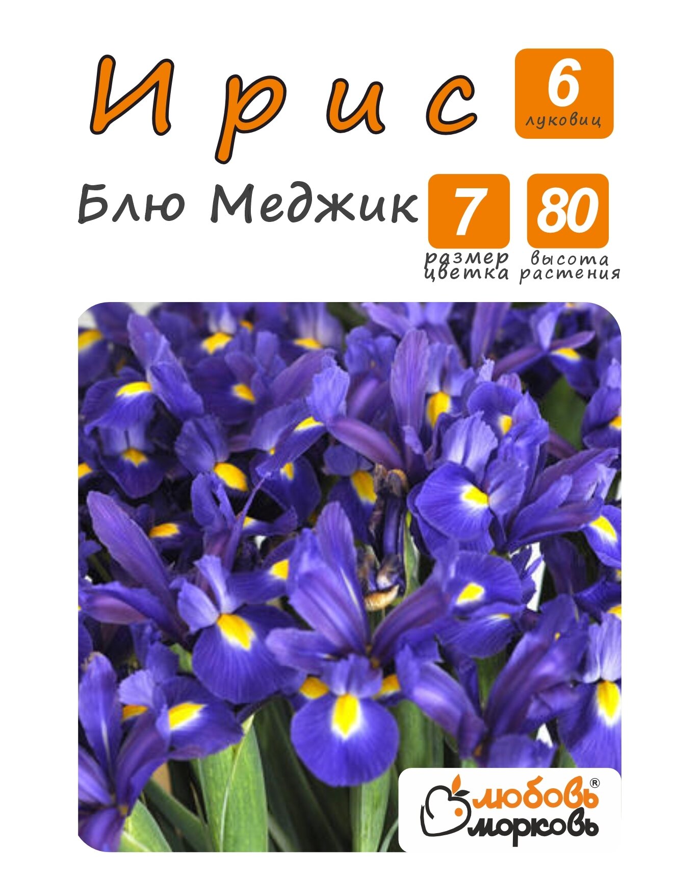 Ирис луковицы, Блю Меджик, 6шт (Любовь морковь)
