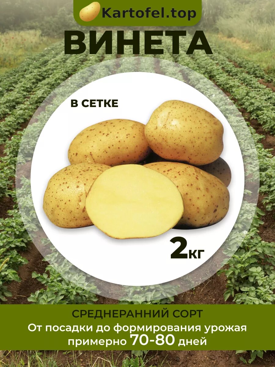 Картофель семенной Винета 2 кг