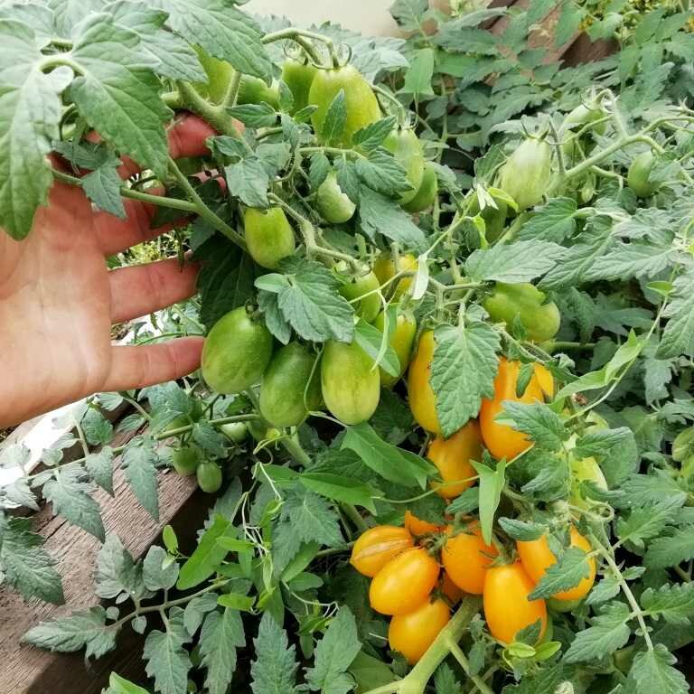 Семена томатов "Золотая груша", ампельные, жёлтые, сладкие, 10 шт