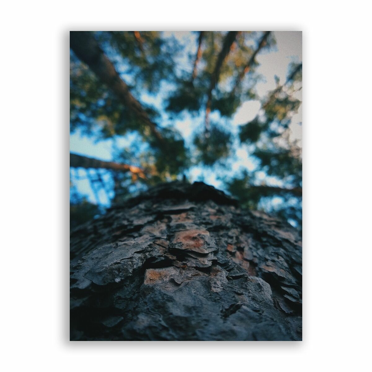 Постер, плакат на бумаге / Дерево / Размер 30 x 40 см