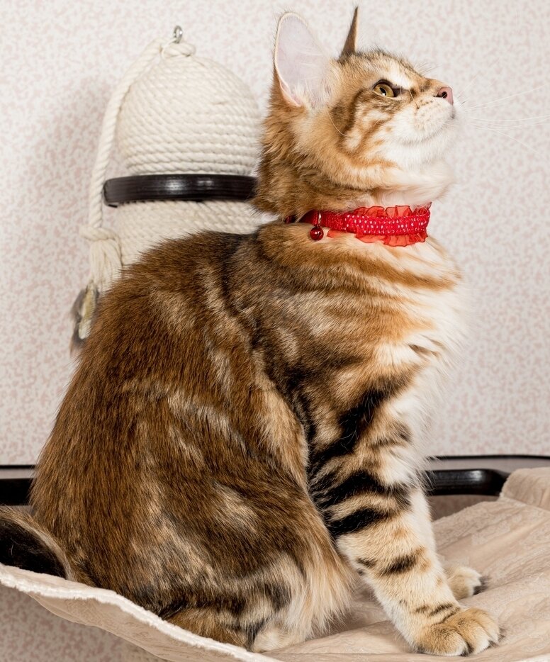 Ошейник безопасный элегантный Japan Premium Pet в дворянском стиле с рюшечками с системой защиты от удушения, красный