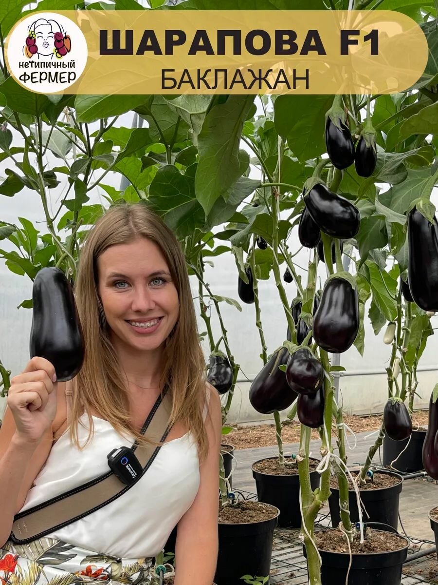 Семена баклажан Нетипичный фермер "Шарапова", раннеспелые, для консервации, 10 шт