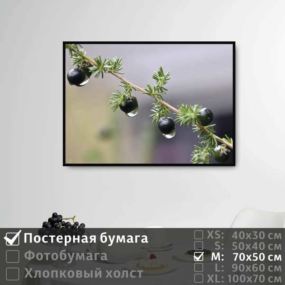 Постер на стену Ветка С Ягодой После Дождя 70х50 см ПолиЦентр