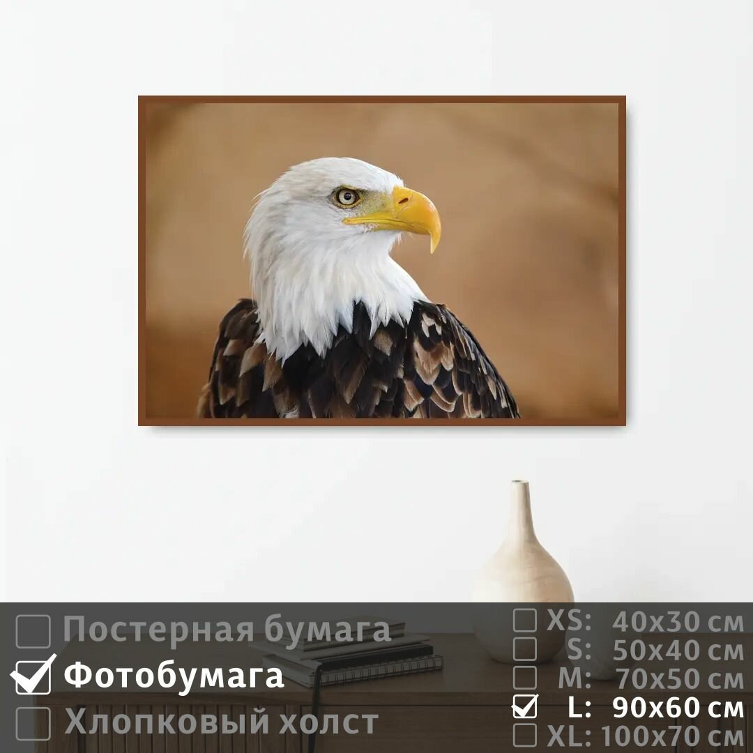 Постер на фотобумаге Белоголовый Орел 90х60 см ПолиЦентр