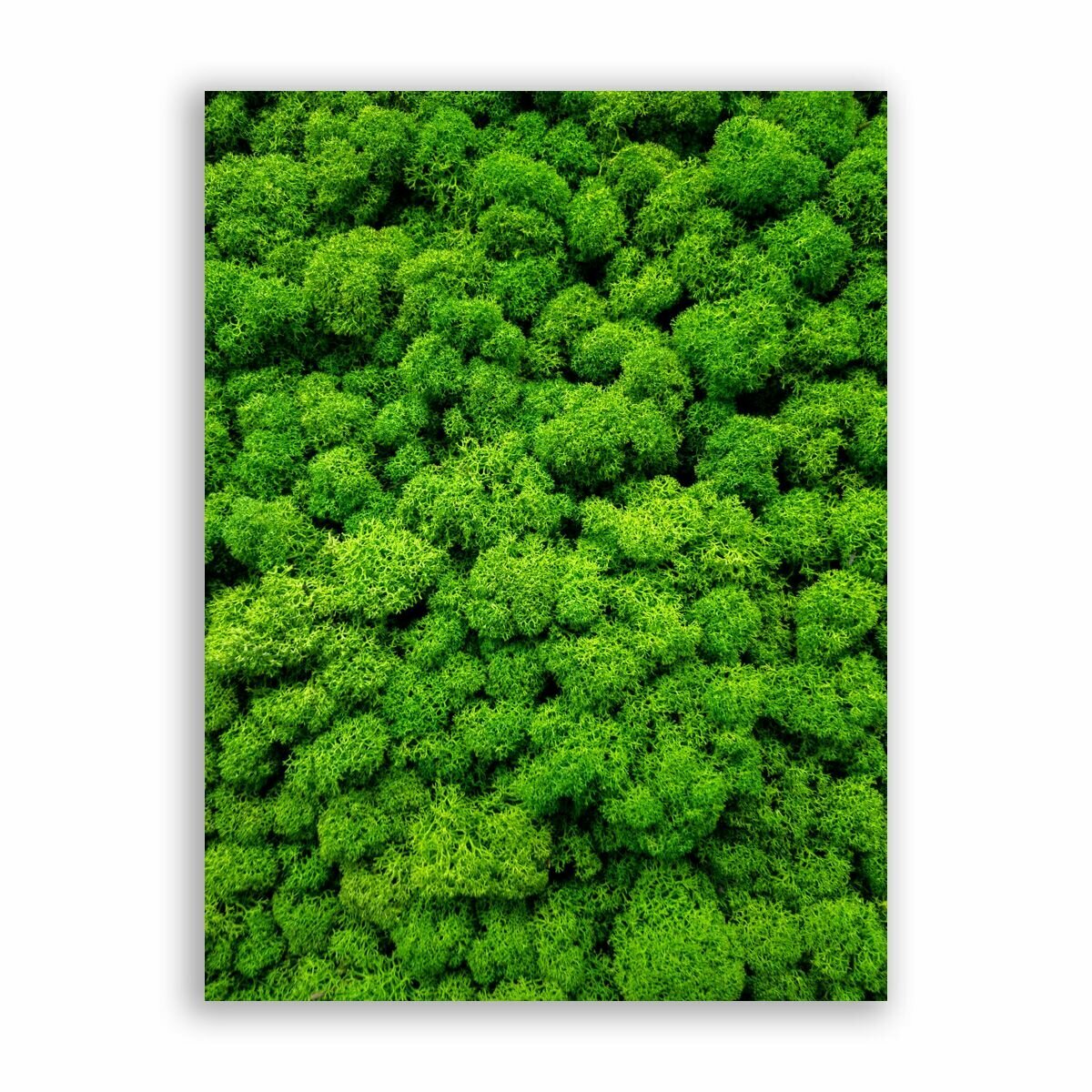Постер, плакат на бумаге / Мох / Размер 30 x 40 см