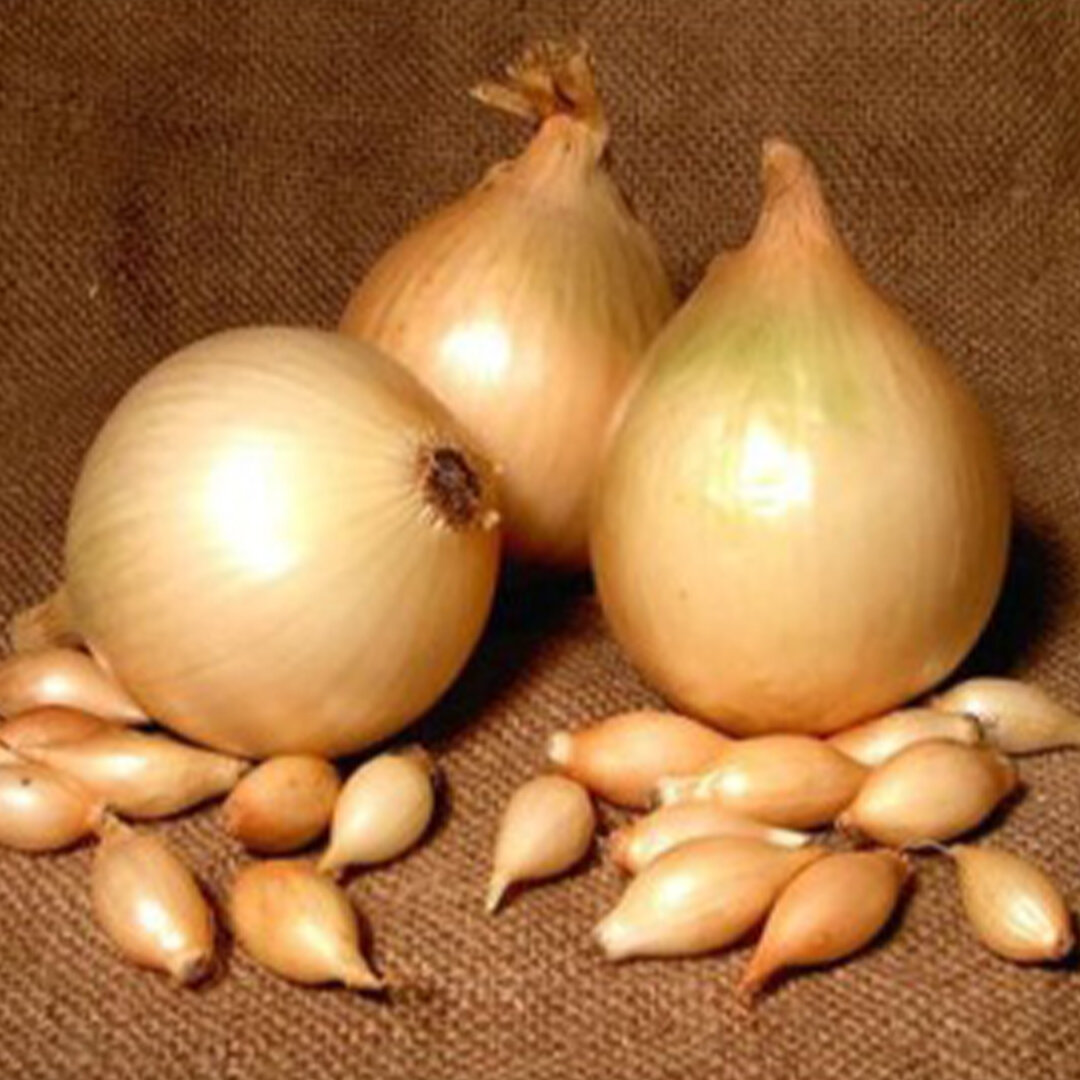 Лук-севок Сентурион (10-21мм) (500 гр.), Нидерланды