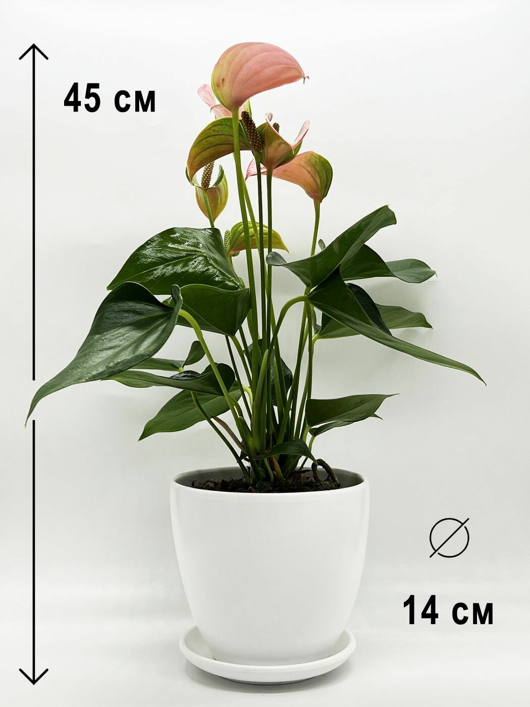 Антуриум Джоли персиковый в керамическом белом горшке с поддоном, высота композиции 35-45см